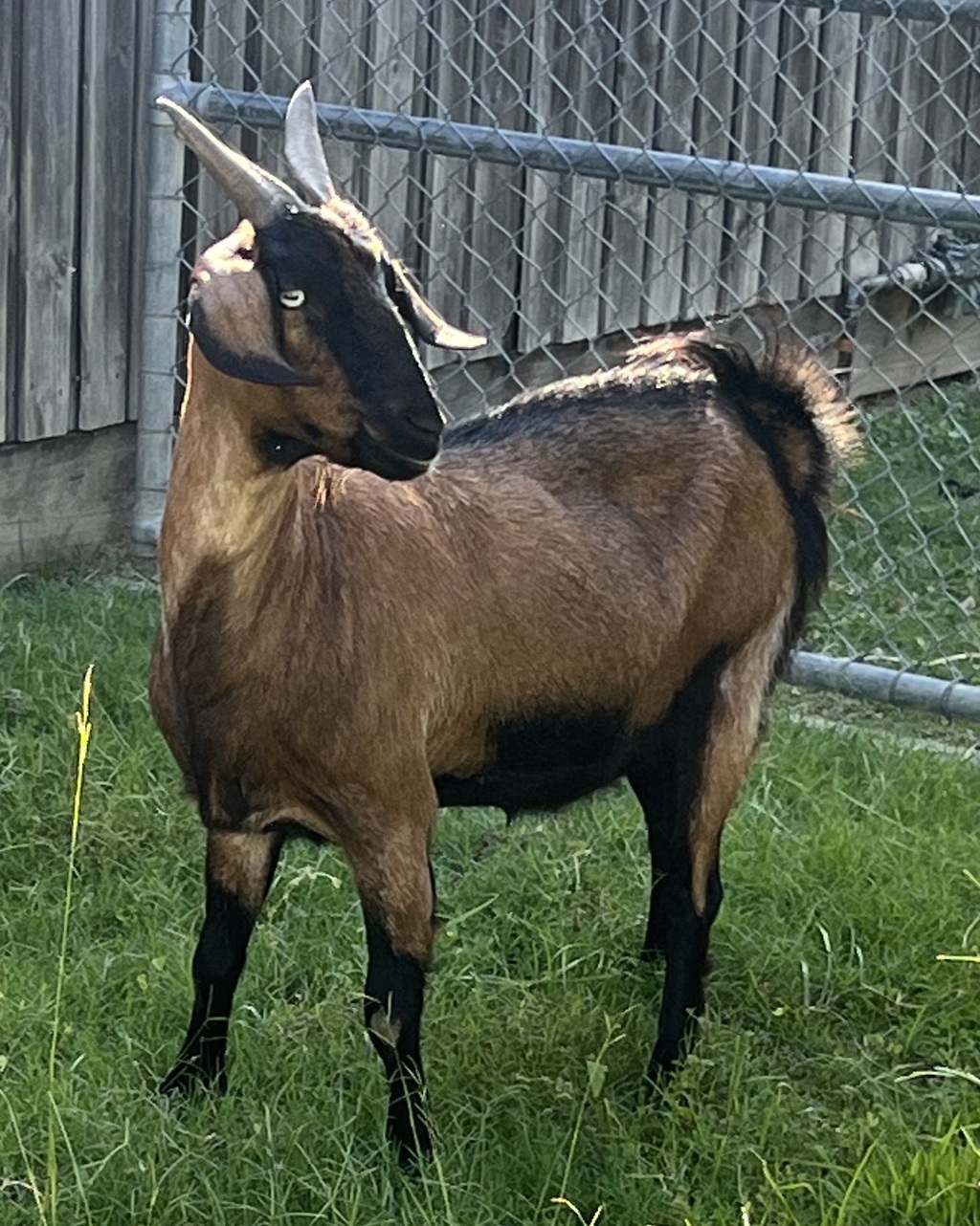 Houdini - Female Goat Mix Goat in QLD - PetRescue