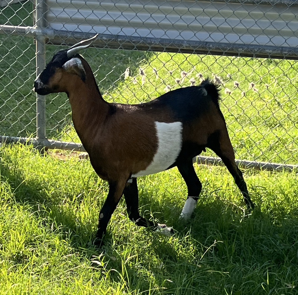 Wasp - Female Goat Mix Goat in QLD - PetRescue