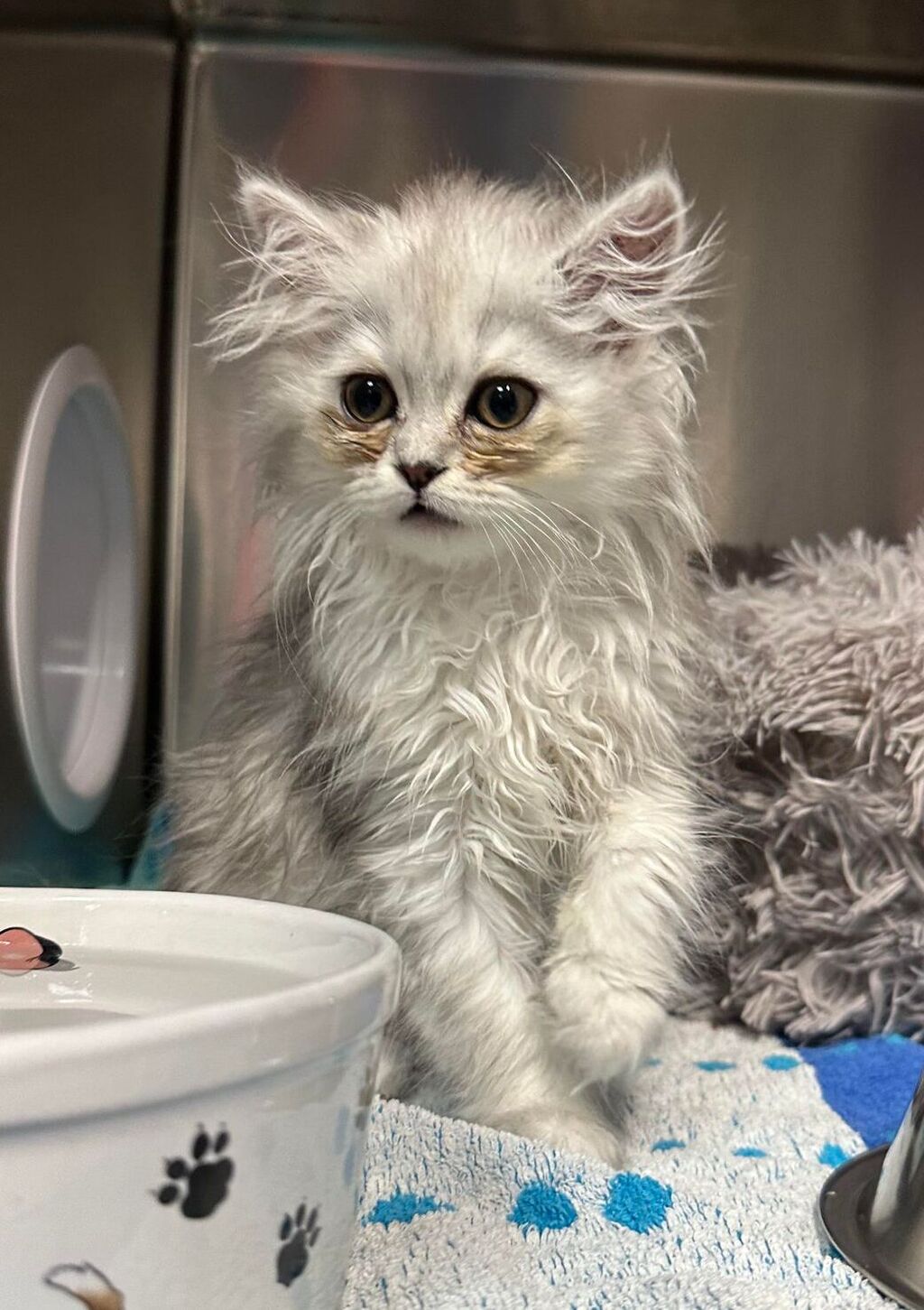 Goofy - Female Chinchilla x Domestic Medium Hair Mix Cat in ACT - PetRescue