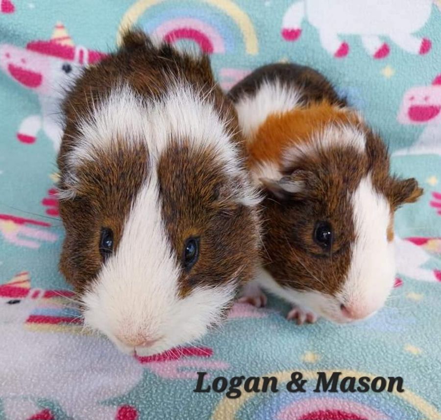 Logan & Mason - Male Medium-hair Guinea Pig Guinea Pig in QLD - PetRescue