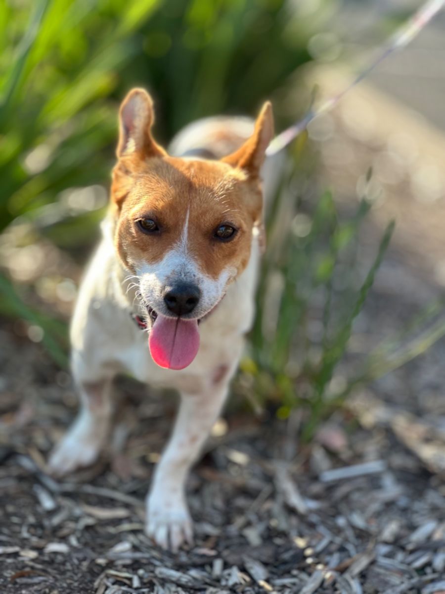 Ruby - The Jack Russell - Small Female Jack Russell Terrier Dog in VIC ...