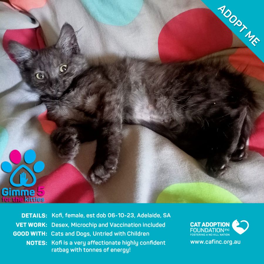 Kofi - Female Domestic Medium Hair Cat in SA - PetRescue