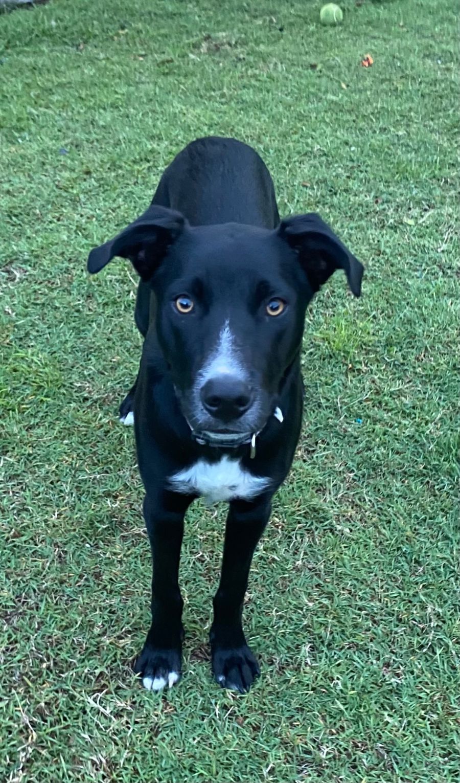 Karl - Medium Male Border Collie x Kelpie Mix Dog in QLD - PetRescue