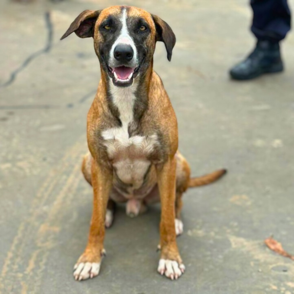 Aj - Large Male Mixed Breed Dog in QLD - PetRescue