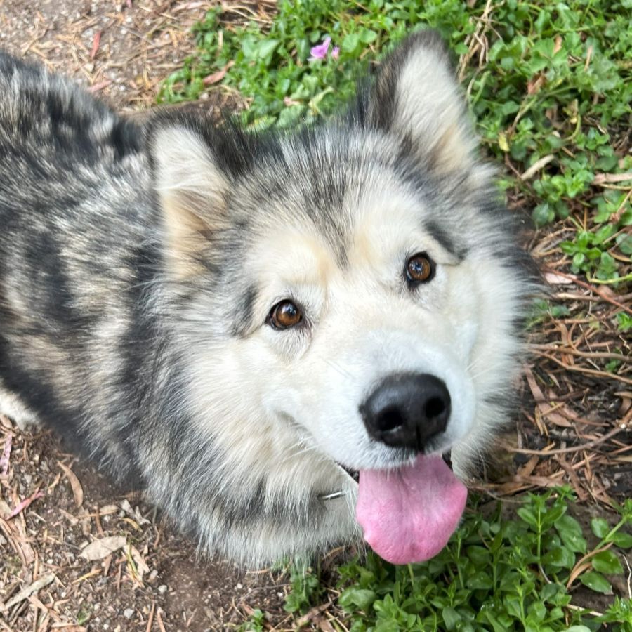 Betsy - Large Female Alaskan Malamute Dog in VIC - PetRescue