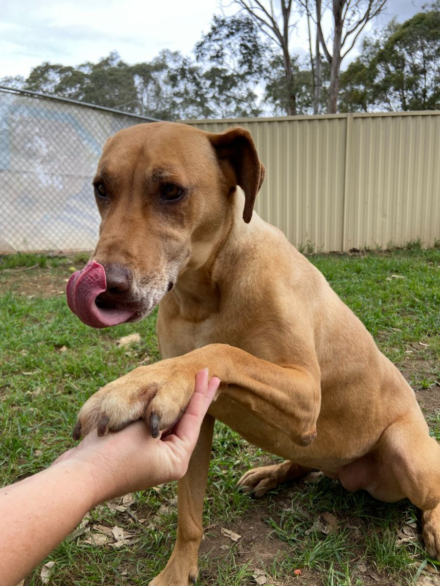 Coco - Large Female Rhodesian Ridgeback x American Staffordshire Bull ...