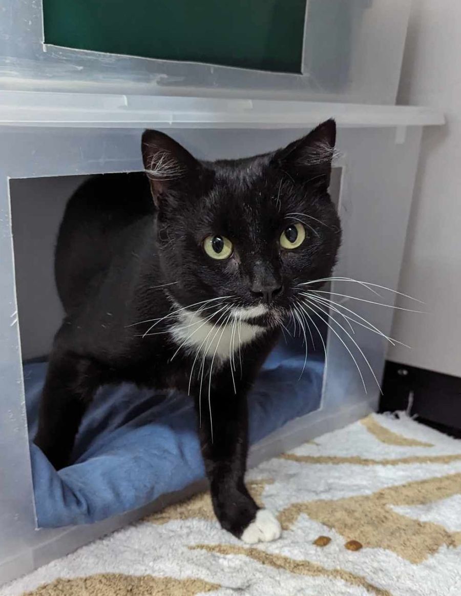 Jonah - Male Domestic Short Hair Cat in NSW - PetRescue