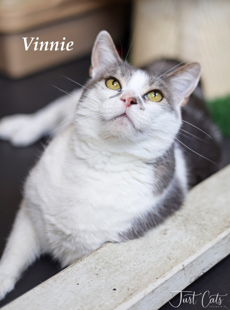 Vinnie - Mowbray - Male Domestic Short Hair Cat in TAS - PetRescue
