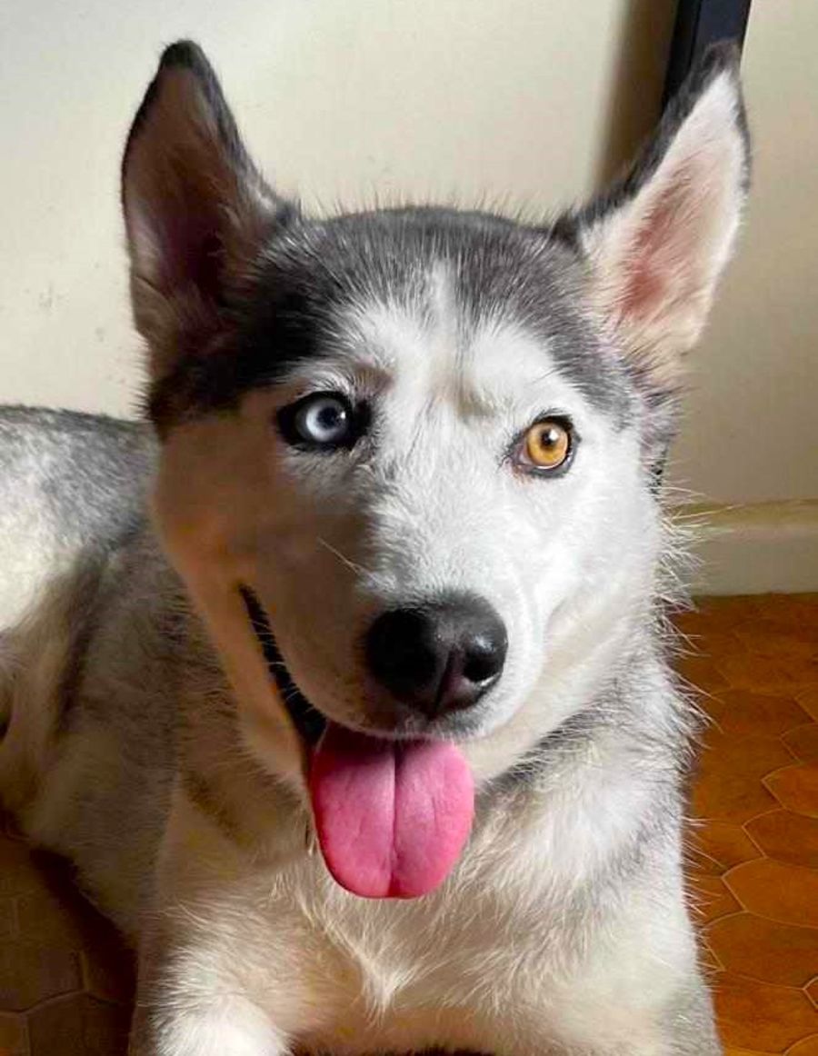 Meelah - Large Female Siberian Husky Dog in VIC - PetRescue