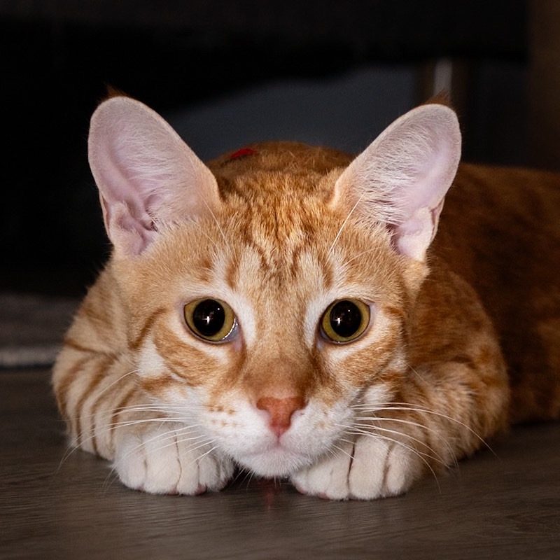 Finlay - Male Domestic Short Hair Cat in WA - PetRescue