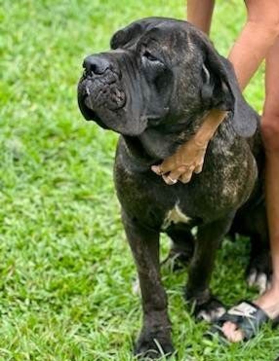 Boof!! - Large Male Neapolitan Mastiff Dog in QLD - PetRescue