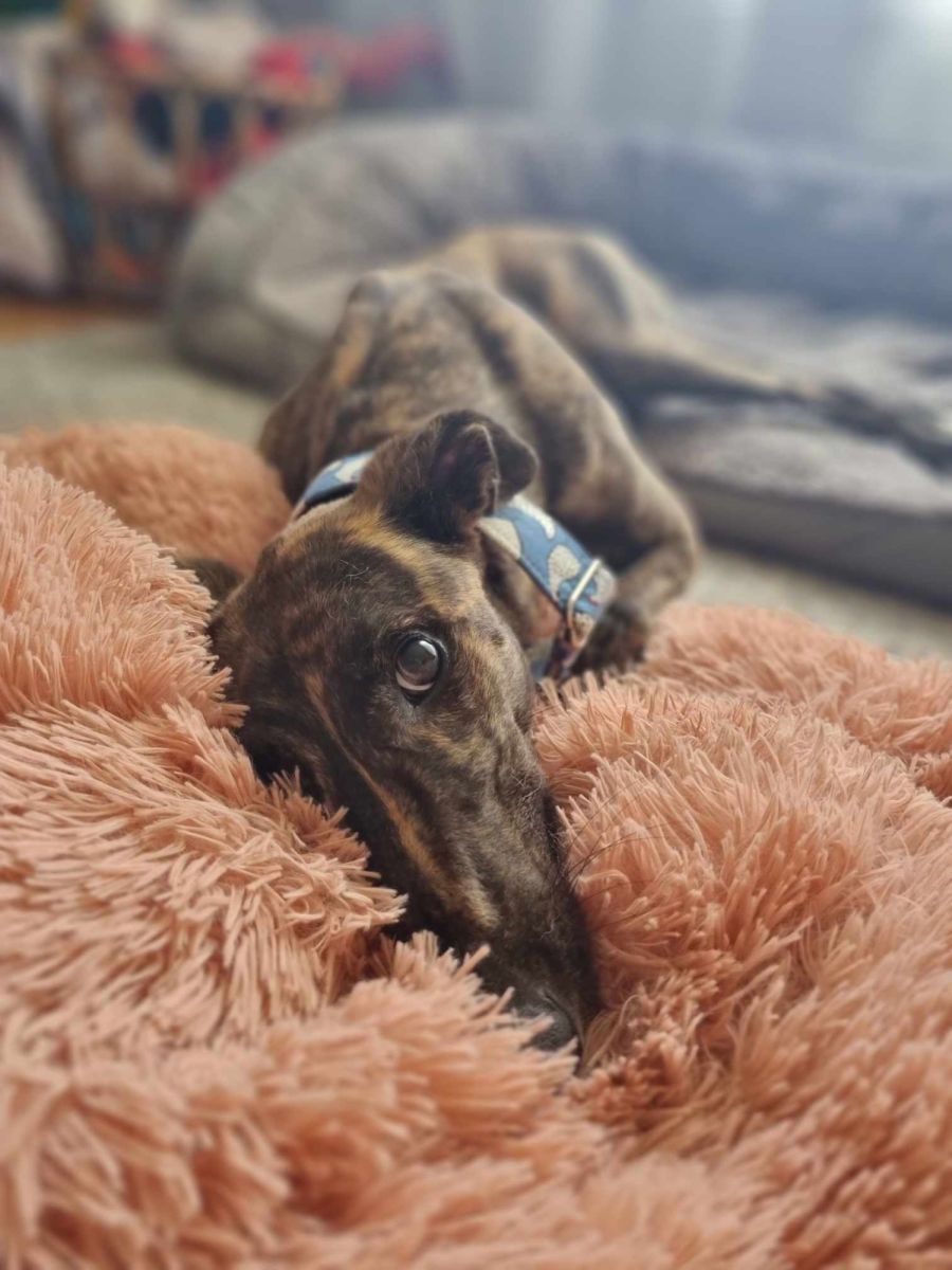Peggy - Large Female Greyhound Dog in NSW - PetRescue