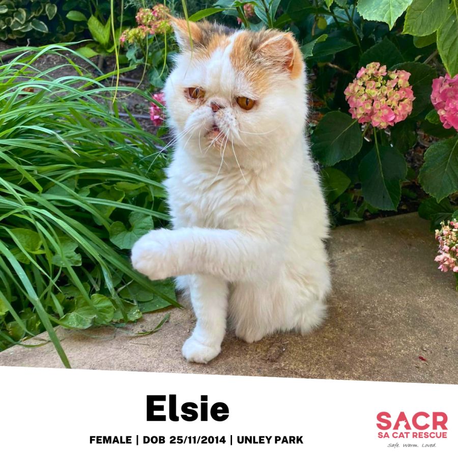 Elsie - Female Exotic Shorthair Cat in SA - PetRescue