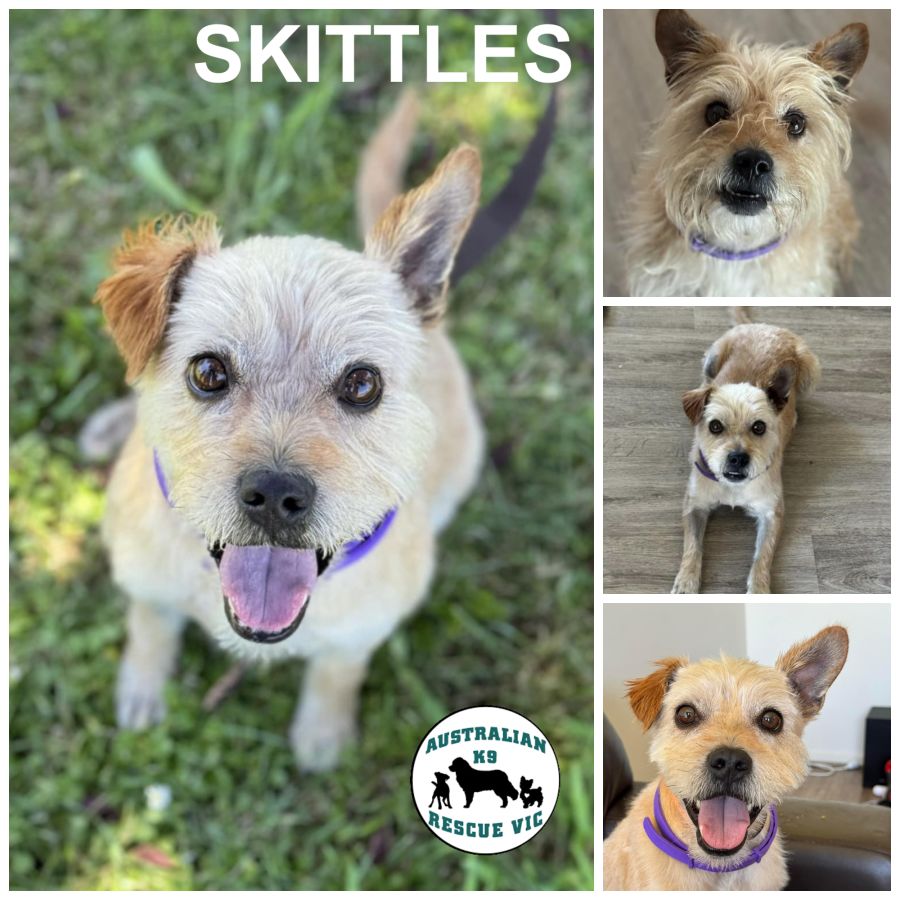 Skittles - Small Male Maltese Mix Dog in VIC - PetRescue