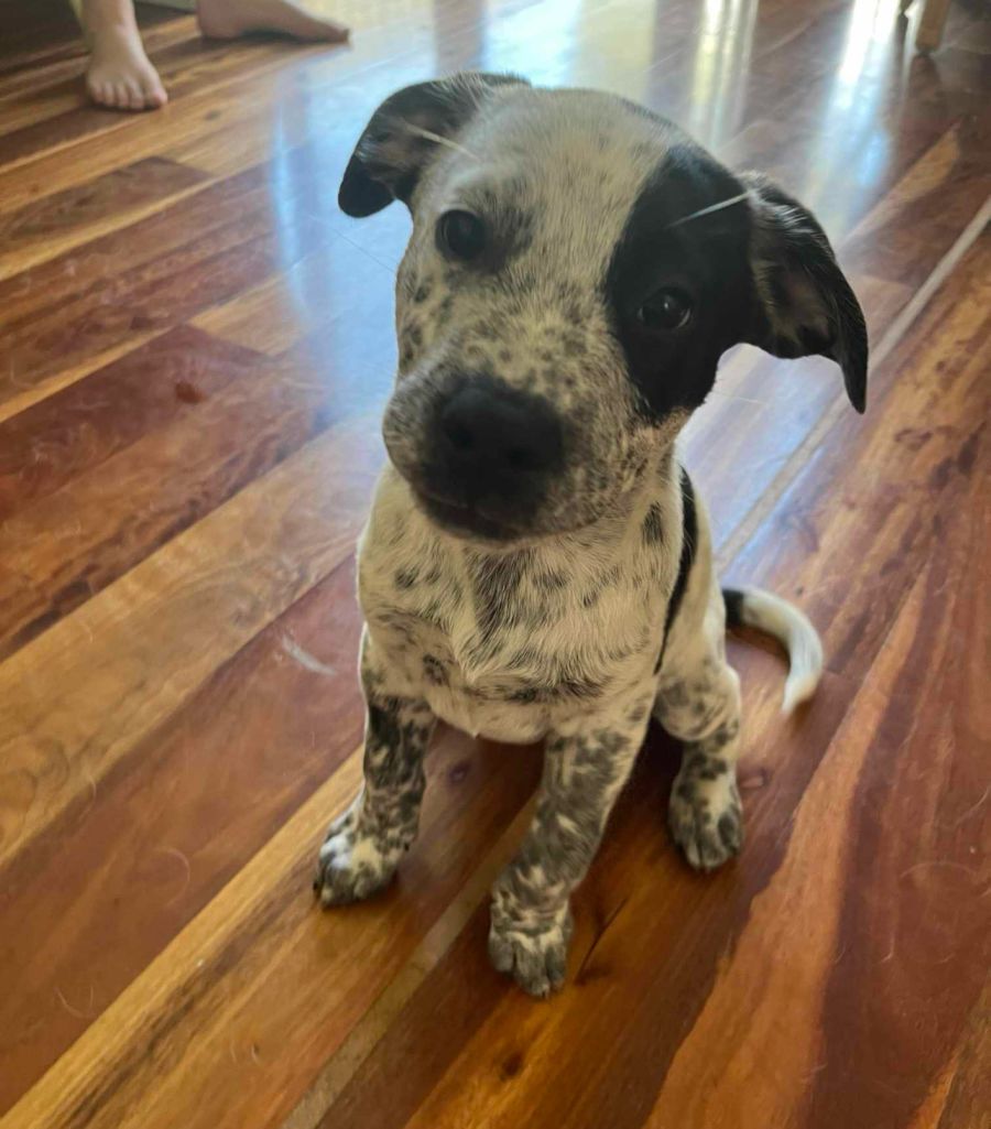 Bluey - Medium Male Cattle Dog x Staffordshire Bull Terrier Mix Dog in ...