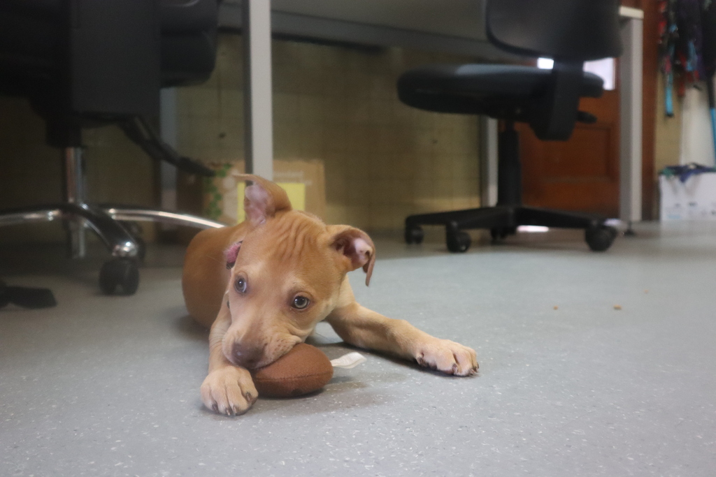 Britney - Large Female Rhodesian Ridgeback x Staffy Mix Dog in VIC ...