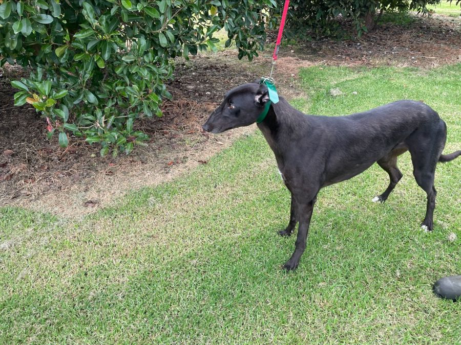 Gypsie - Medium Female Greyhound Dog in VIC - PetRescue