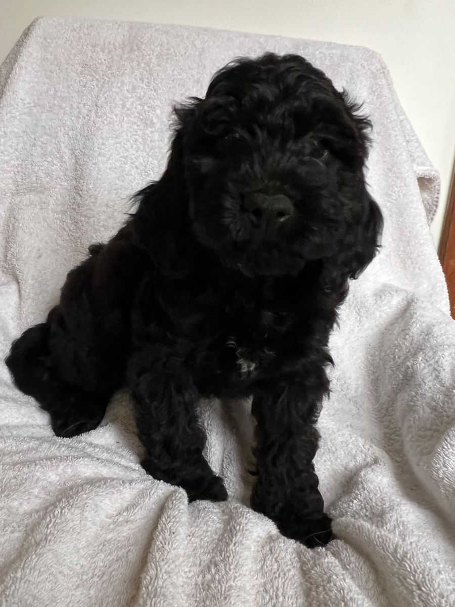 Daisy - Medium Female Poodle x Cocker Spaniel Mix Dog in NSW - PetRescue