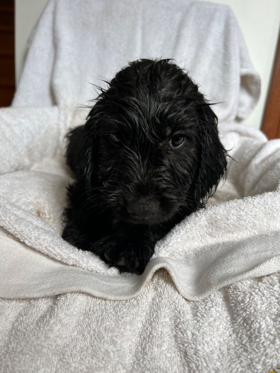 Duchess - Medium Female Poodle x Cocker Spaniel Mix Dog in NSW - PetRescue