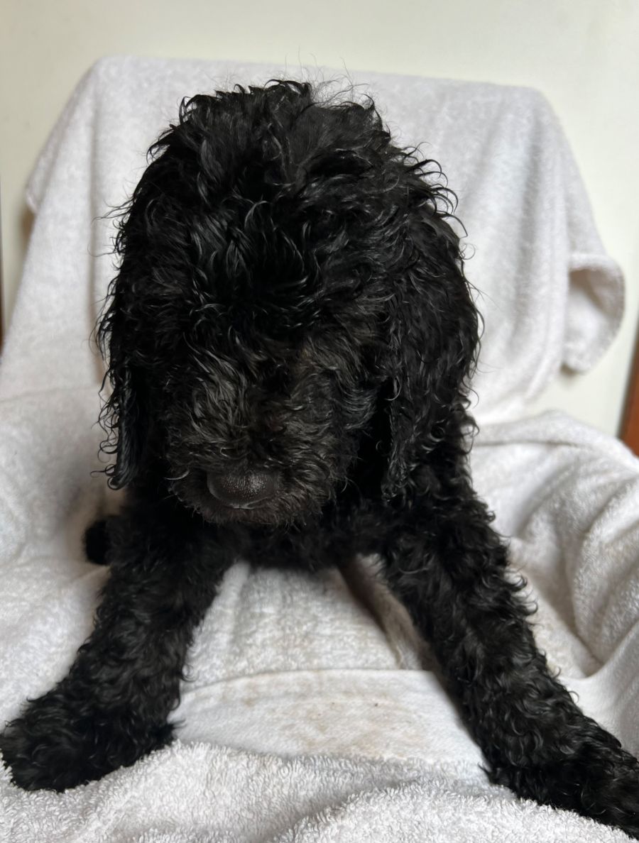 Bear - Medium Male Poodle x Cocker Spaniel Mix Dog in NSW - PetRescue