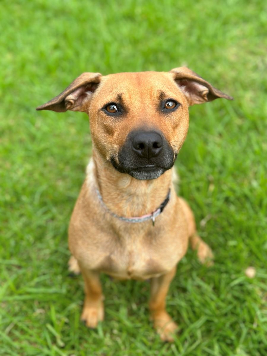 Zumi - Medium Female Staffy Dog in NSW - PetRescue