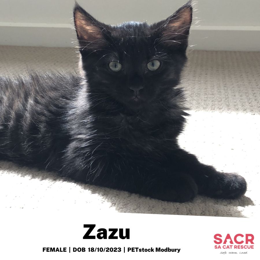 Zazu - Female Domestic Medium Hair Cat in SA - PetRescue