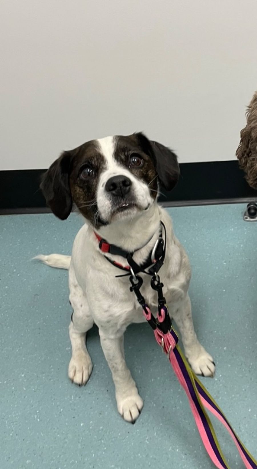 Frankie - Small Female Cavalier King Charles Spaniel Mix Dog in VIC ...