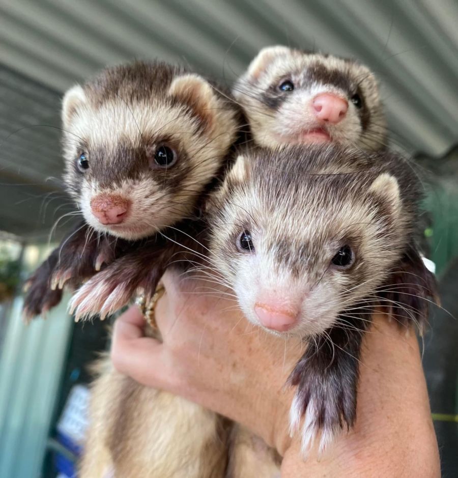 Agnes, Edith & Margo - Female Ferret in VIC - PetRescue