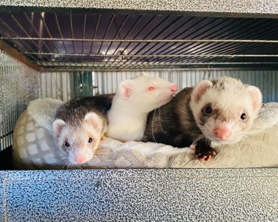Vlad, Slinky & Chicken - Female Ferret in VIC - PetRescue
