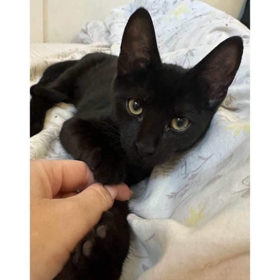 10149 - Saske - Male Domestic Short Hair Cat in WA - PetRescue