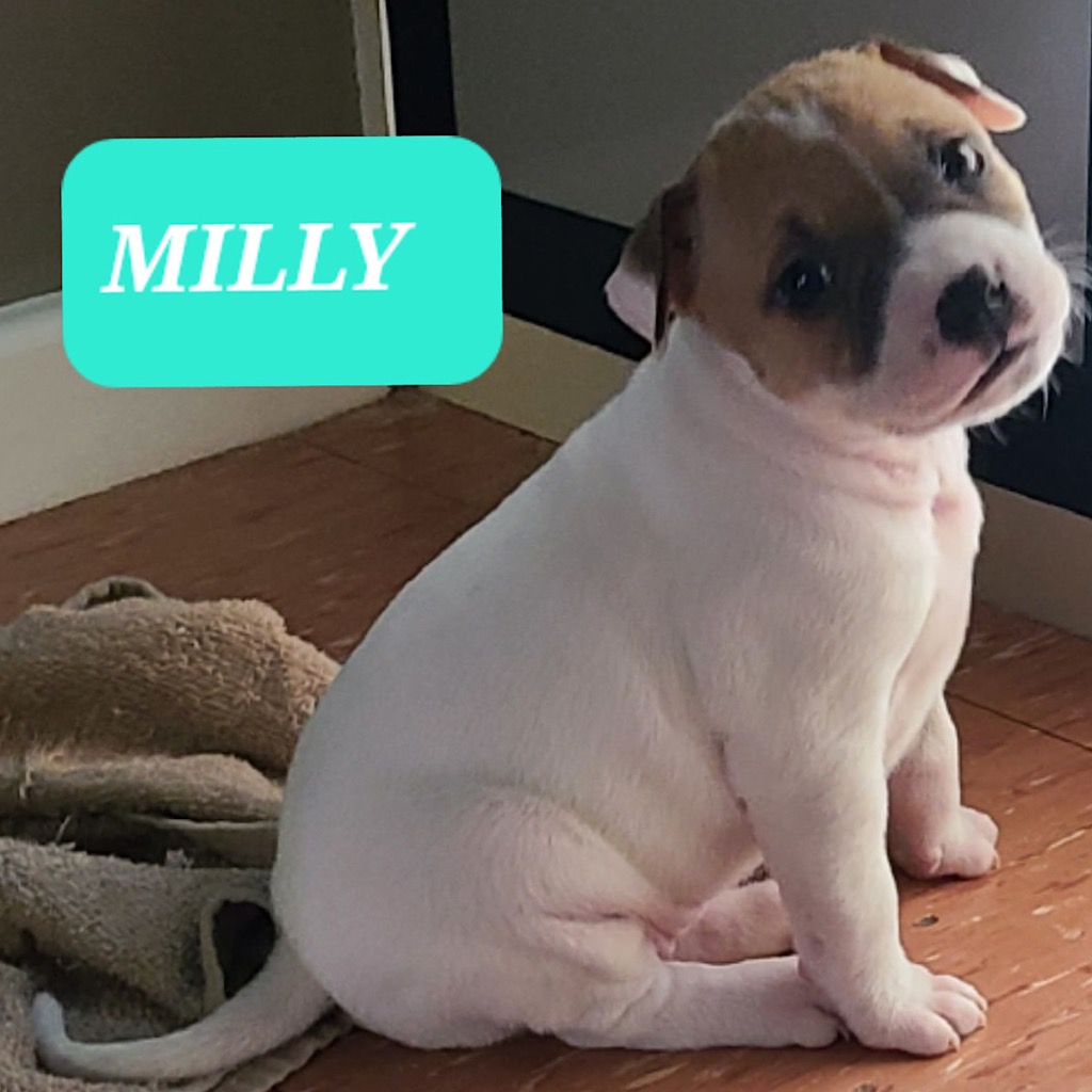 Milly - Medium Female Mixed Breed Dog in WA - PetRescue