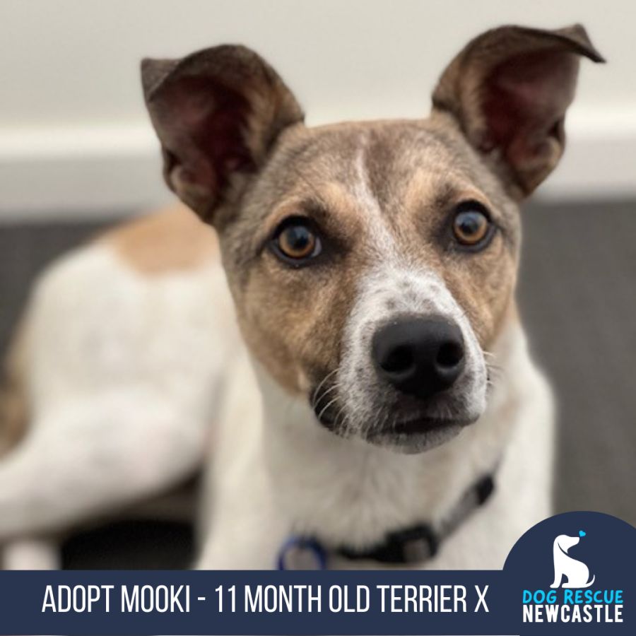 Mooki - 11 Month Old Terrier X (Trial) - Small Male Terrier Mix Dog in ...