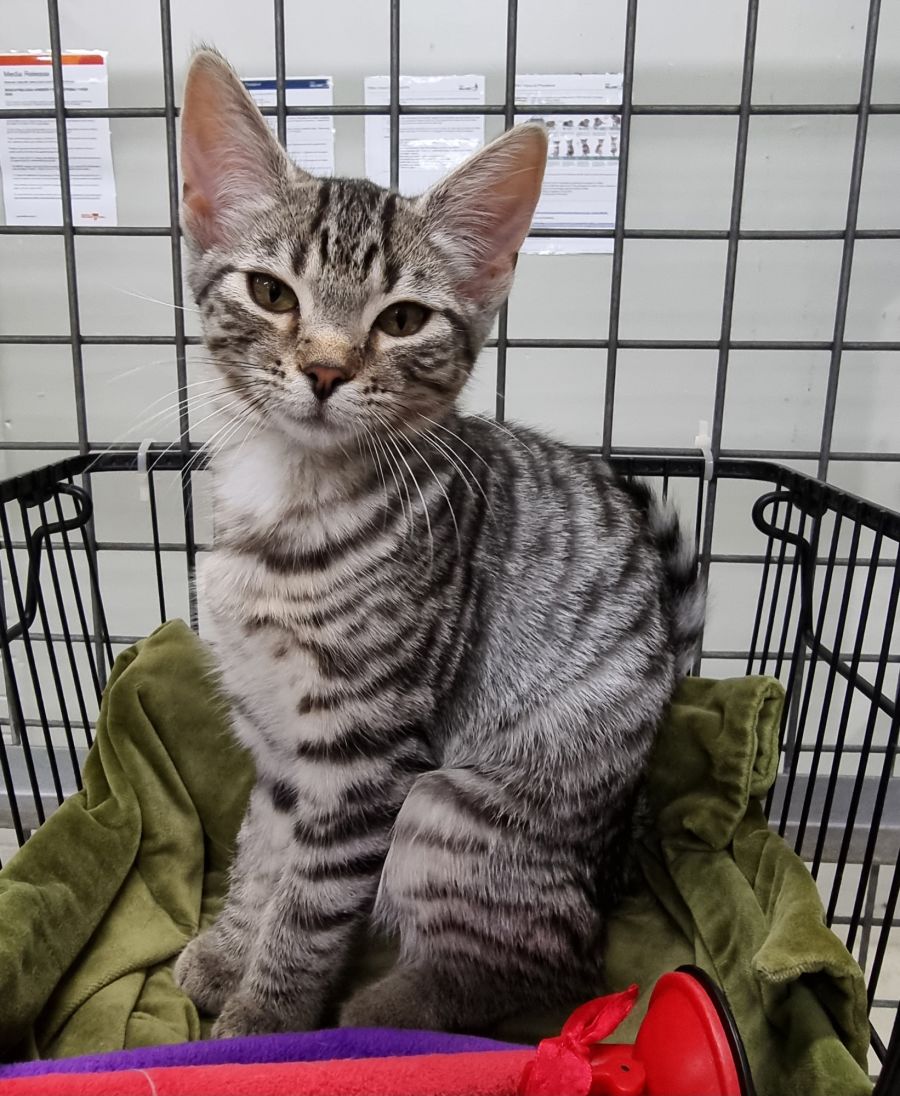 Stella - Female Domestic Short Hair Cat in VIC - PetRescue