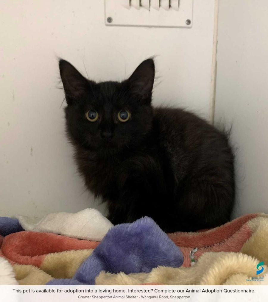 Atticus - Male Domestic Short Hair Cat in VIC - PetRescue