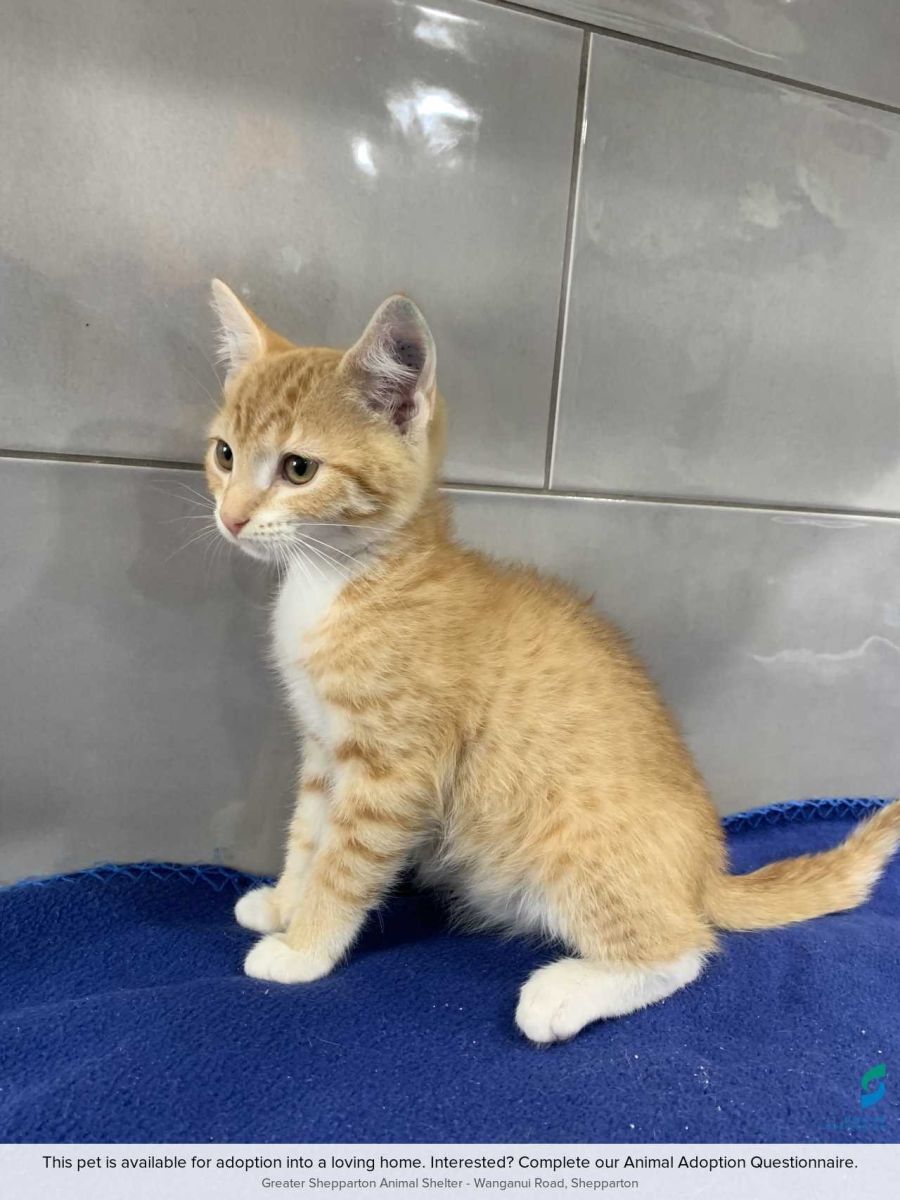Finch - Male Domestic Short Hair Cat in VIC - PetRescue