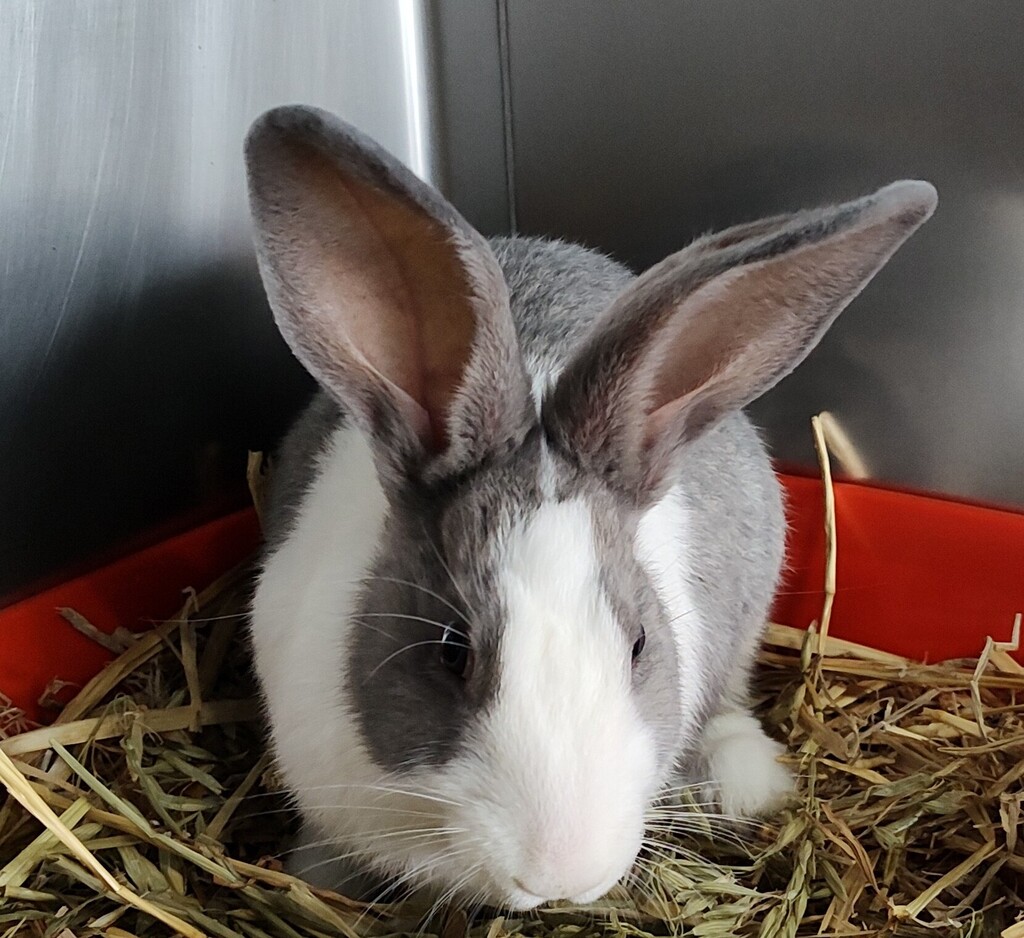 Primrose - Female New Zealand Rabbit in VIC - PetRescue