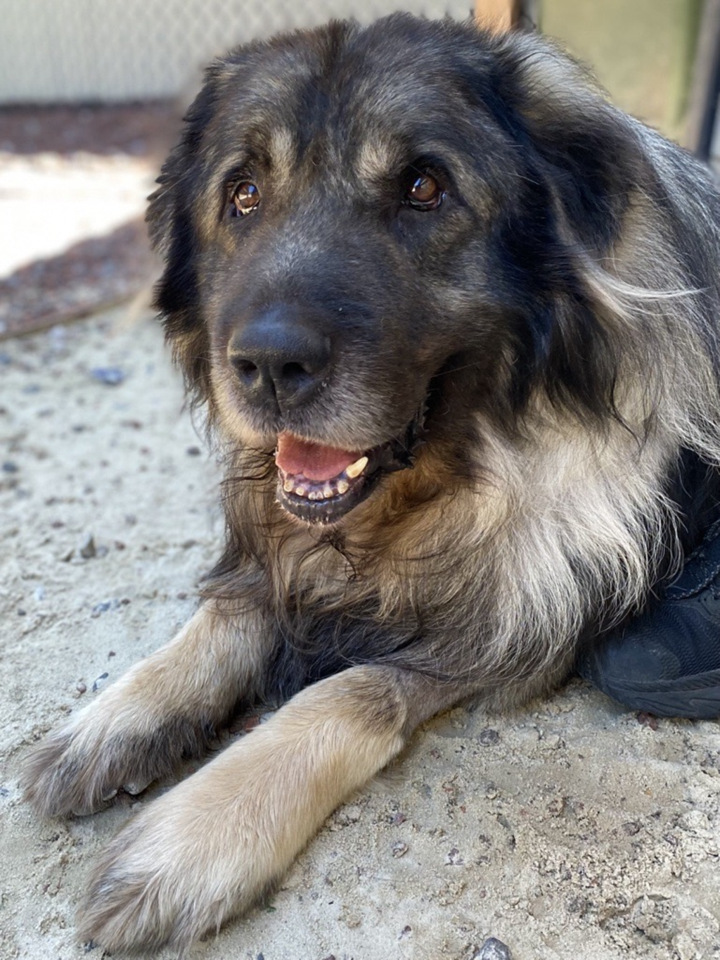 Marko - Large Male Sarplaninac Dog in VIC - PetRescue