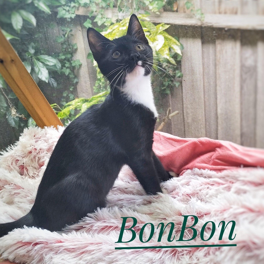 Bon Bon - Female Domestic Short Hair Cat in TAS - PetRescue