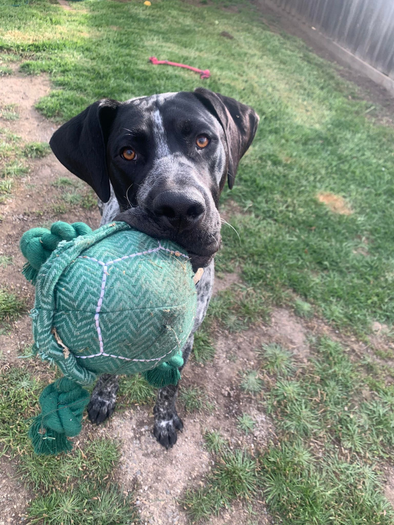 Bluey - Medium Male German Shorthaired Pointer Dog in VIC - PetRescue