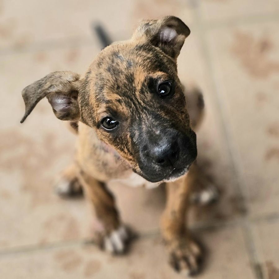 Zuri - Medium Female Staffy Mix Dog in QLD - PetRescue