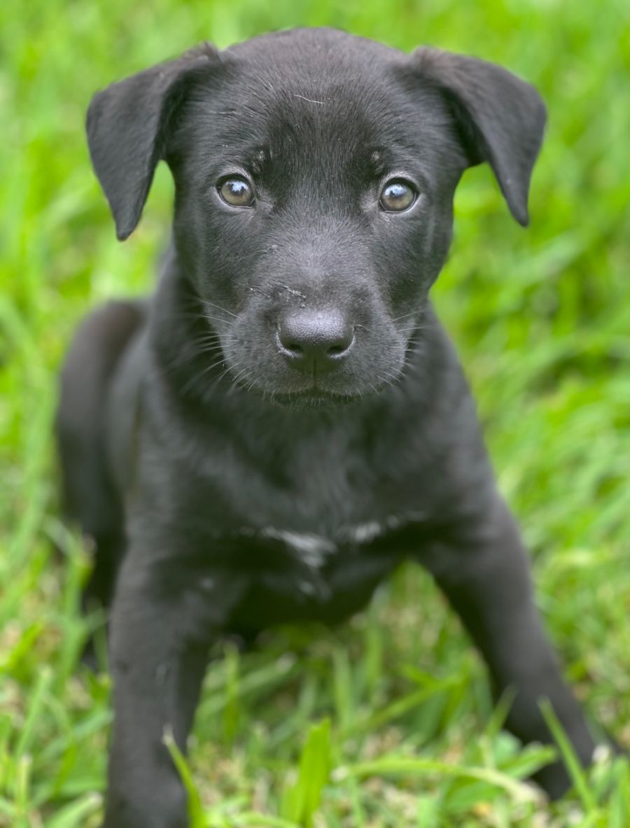 Charlie 💕🐶🐕 - Medium Male Labrador Mix Dog in NSW - PetRescue