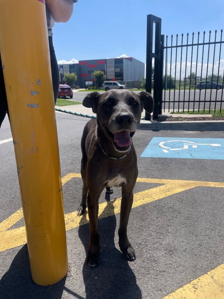 Tess - Medium Female Catahoula Dog in VIC - PetRescue