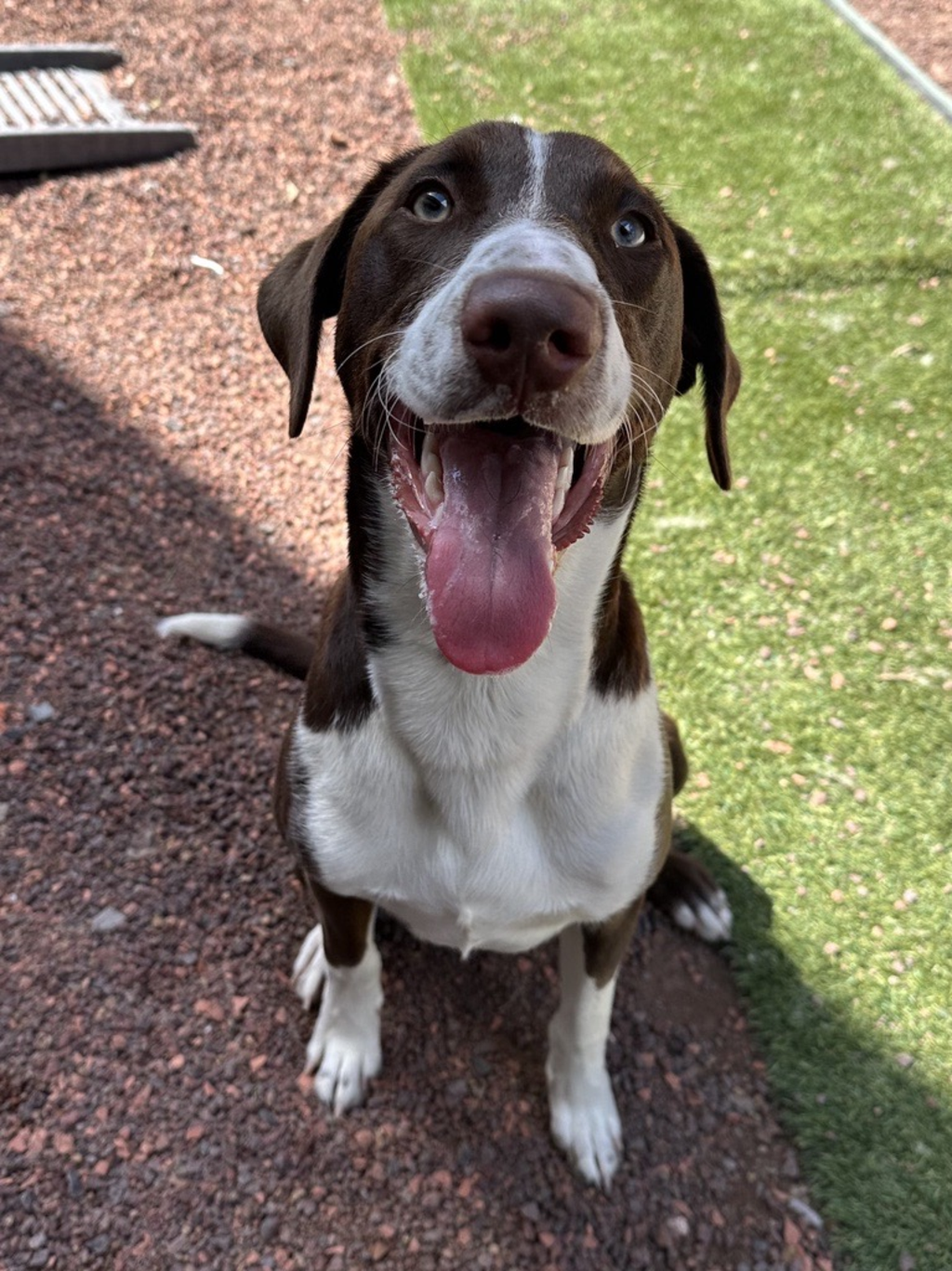 Frankie - Medium Male Border Collie x Pointer Mix Mix Dog in VIC ...