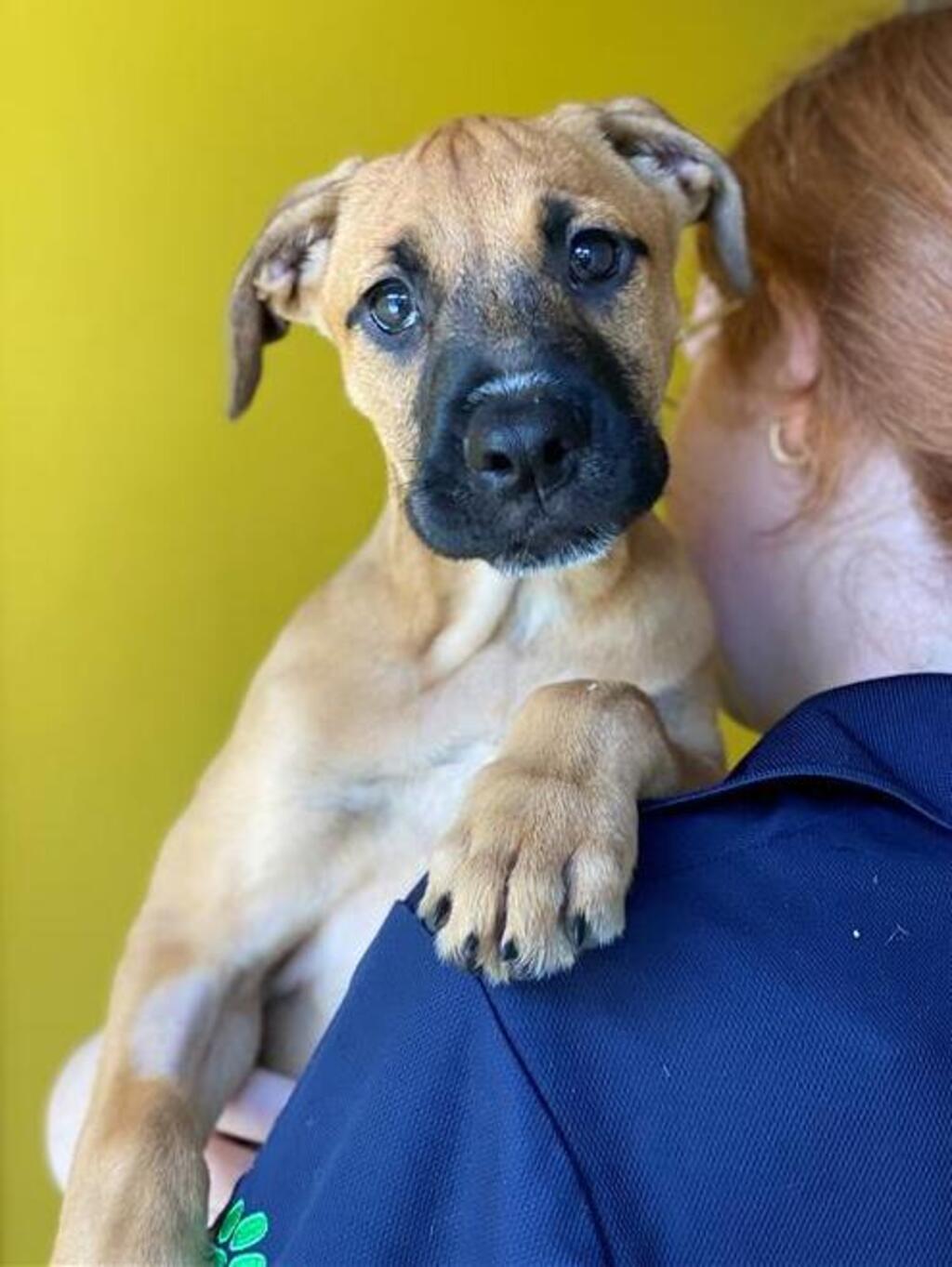 Rosie Posie - Large Female Australian Cattle Dog x Great Dane Mix Dog ...