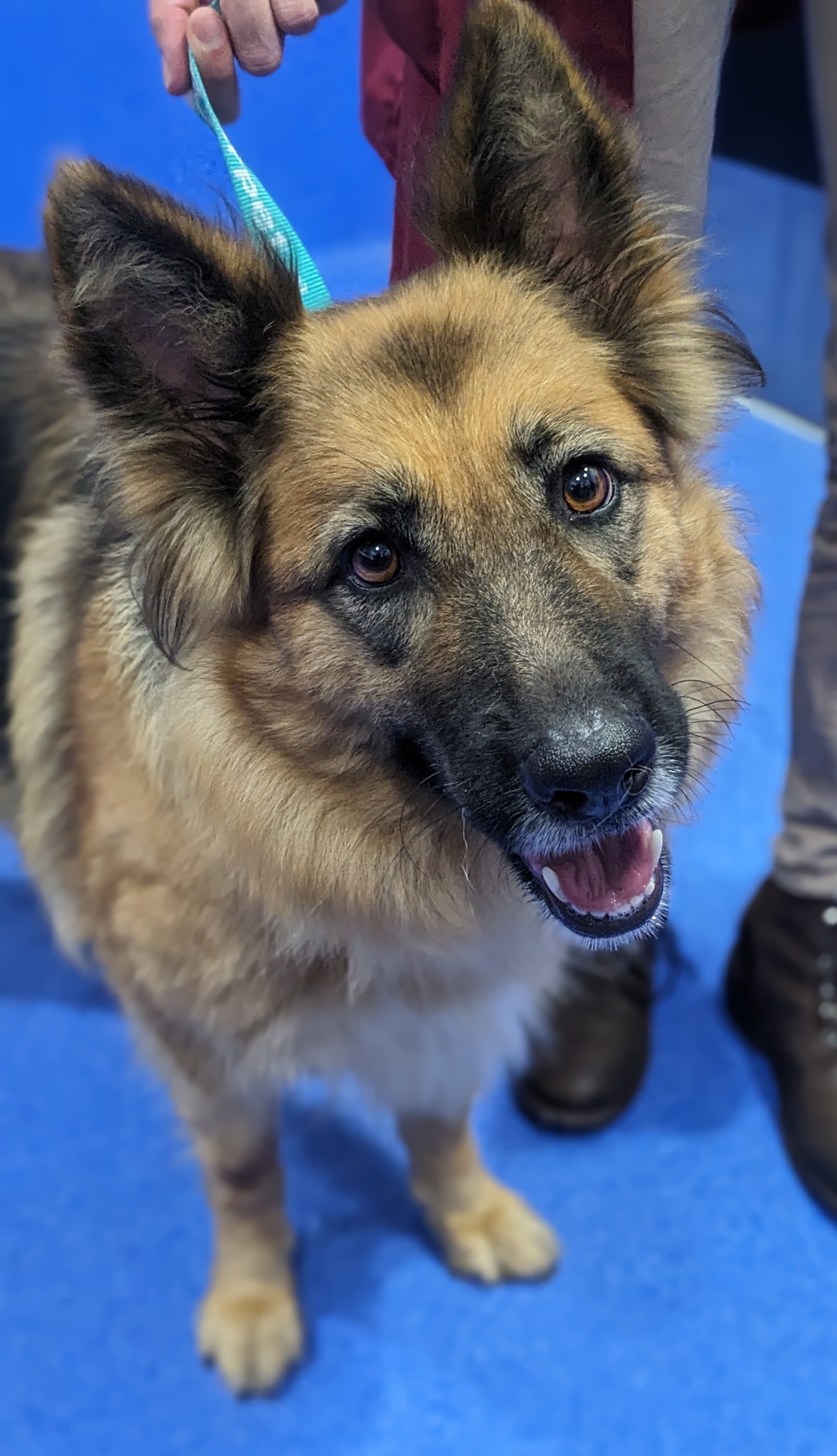 Kyla - Large Female Border Collie x German Shepherd Mix Dog in QLD ...