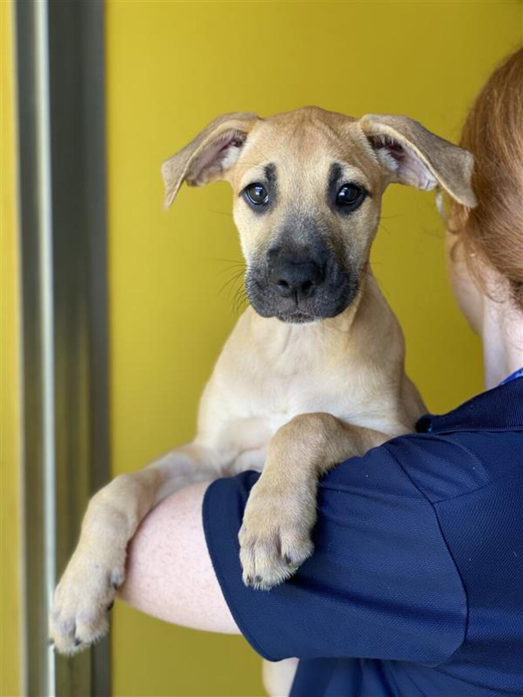 Kookie - Large Female Australian Cattle Dog x Great Dane Mix Dog in QLD ...