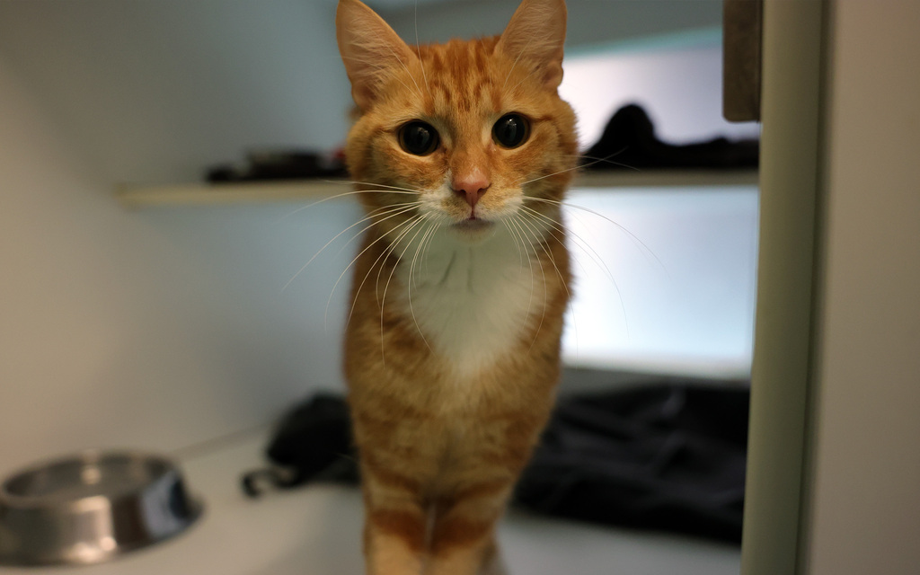 Fiadh - Female Domestic Short Hair Mix Cat in VIC - PetRescue