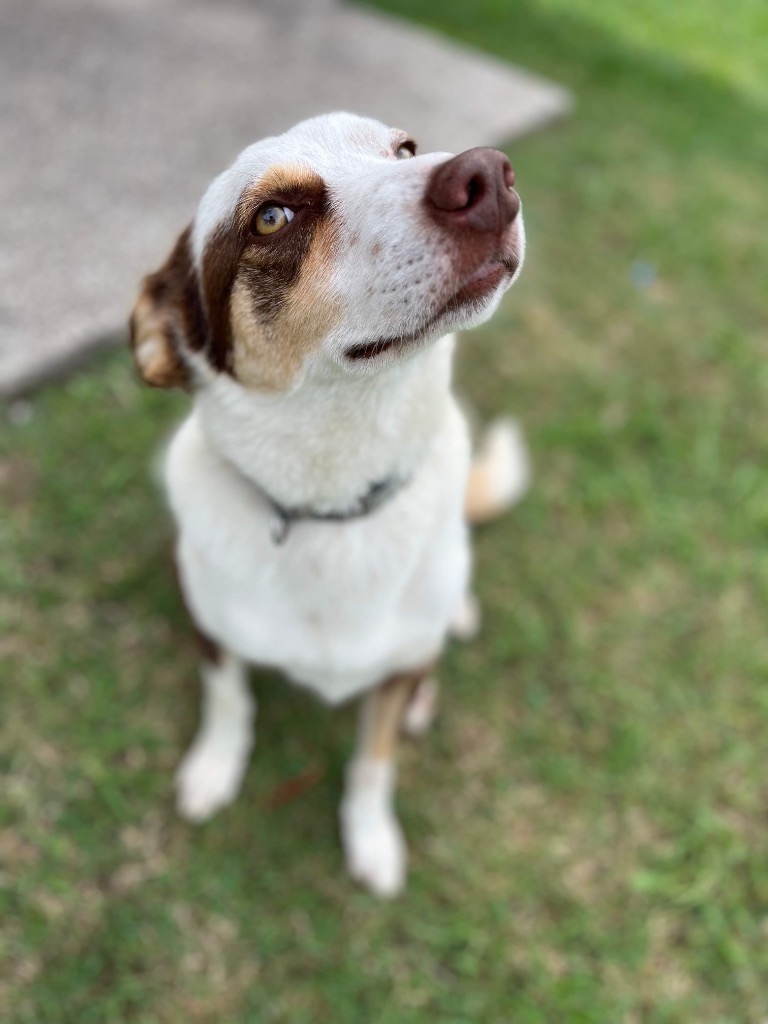 Brock - Medium Male Mixed Breed Mix Dog in QLD - PetRescue