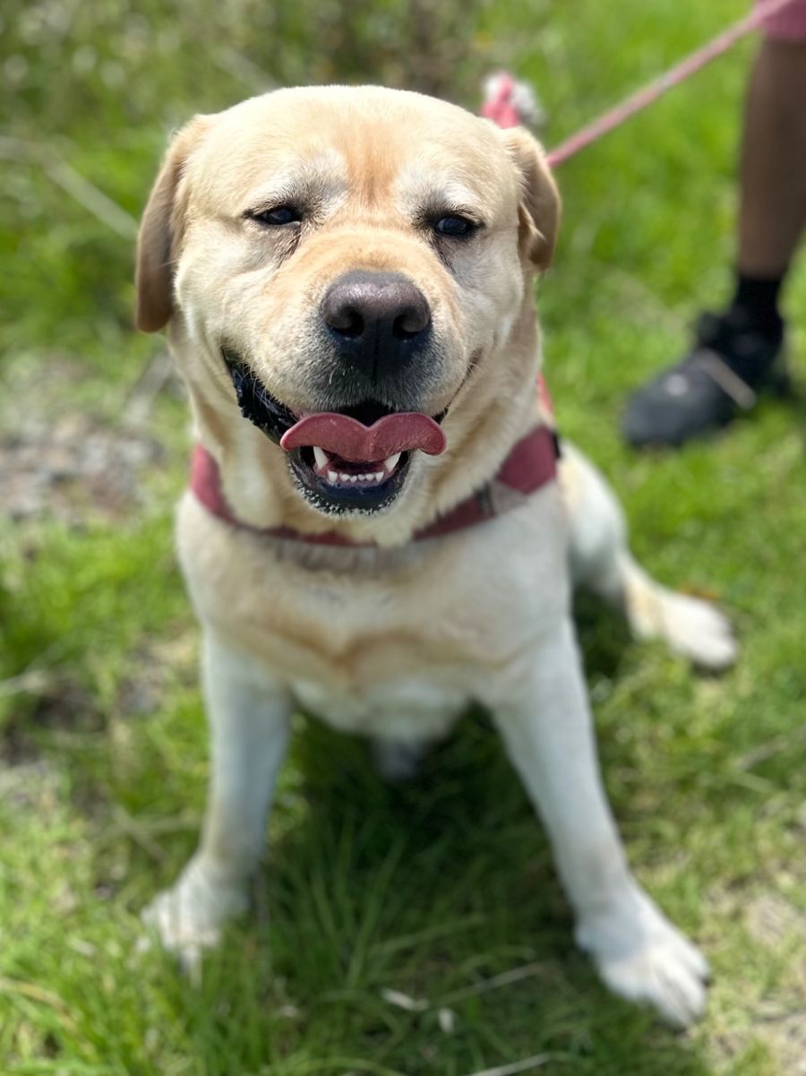 Titan - Large Male Labrador Dog in VIC - PetRescue