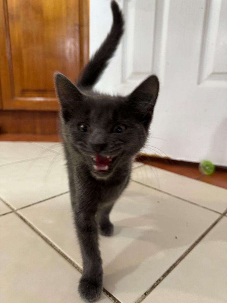 Dobi - Male Domestic Short Hair Cat in VIC - PetRescue